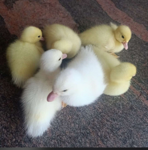 paatha tharavu WHITE DUCK for sale at thrissur, Thrissur |Duck