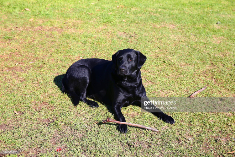 pure imported Labrador dog for sale for sale at Mahindra World City ...
