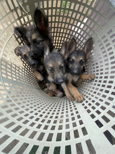 German Puppies for sale for sale at pollachi, Coimbatore |Dogs