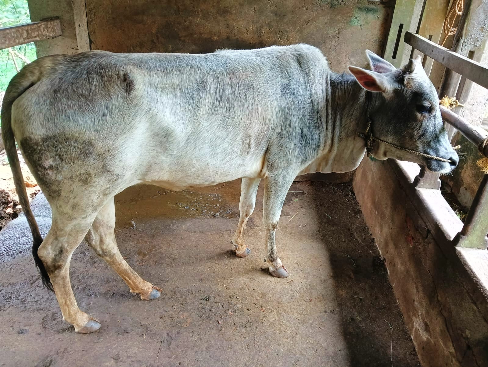 Cows for sale Kerala | cow selling app |cattles for sale online |cow ...