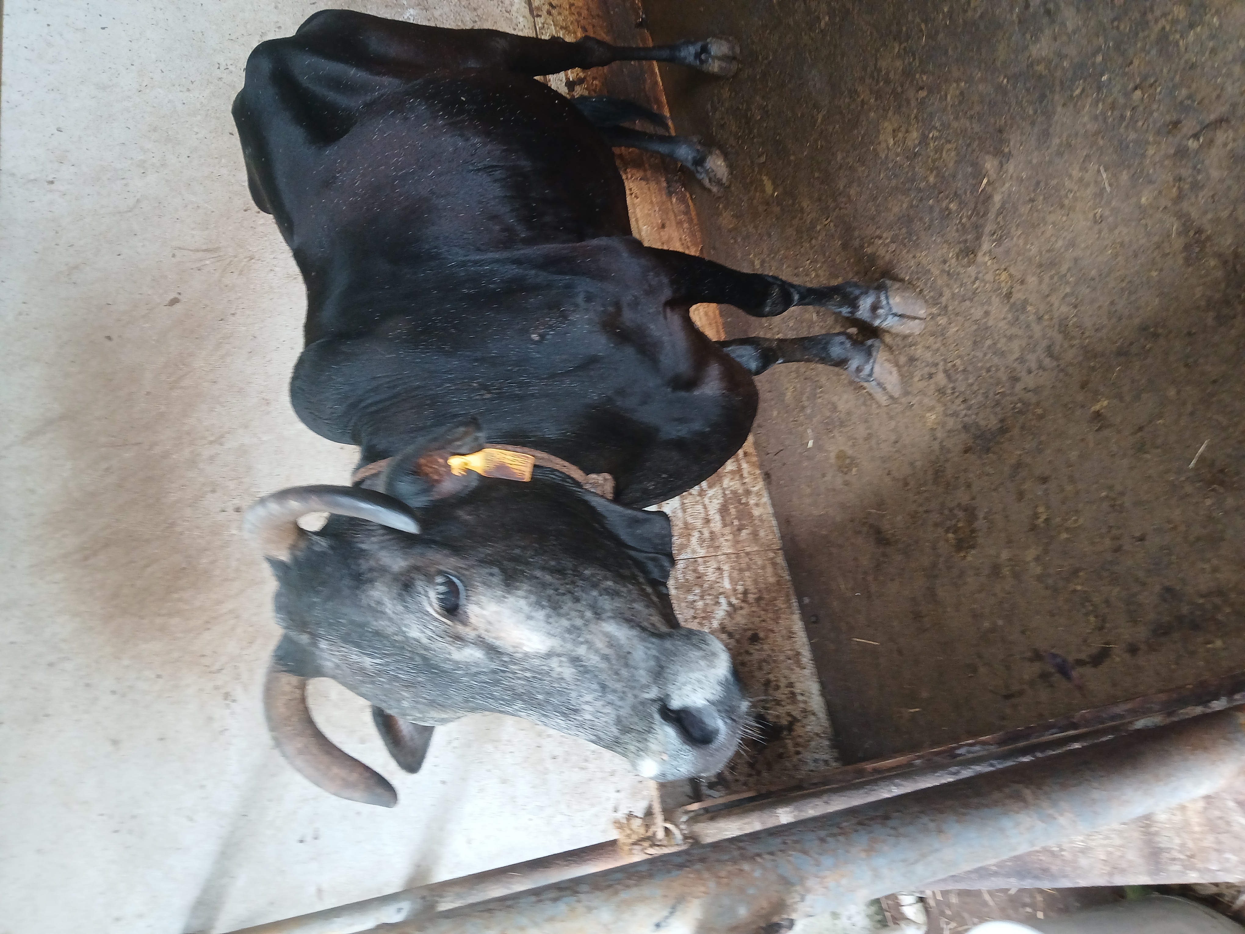 Cows for sale Kerala | cow selling app |cattles for sale online |cow ...