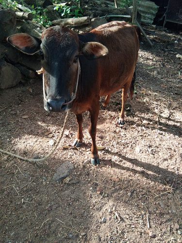 Buy NADAN PASHU in MONVILA, Thiruvananthapuram, Kerala | Cow – Karshika ...